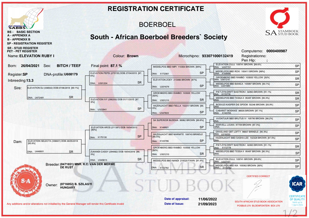 Elevation Stud Ruby 87.1% - Samson boerboels